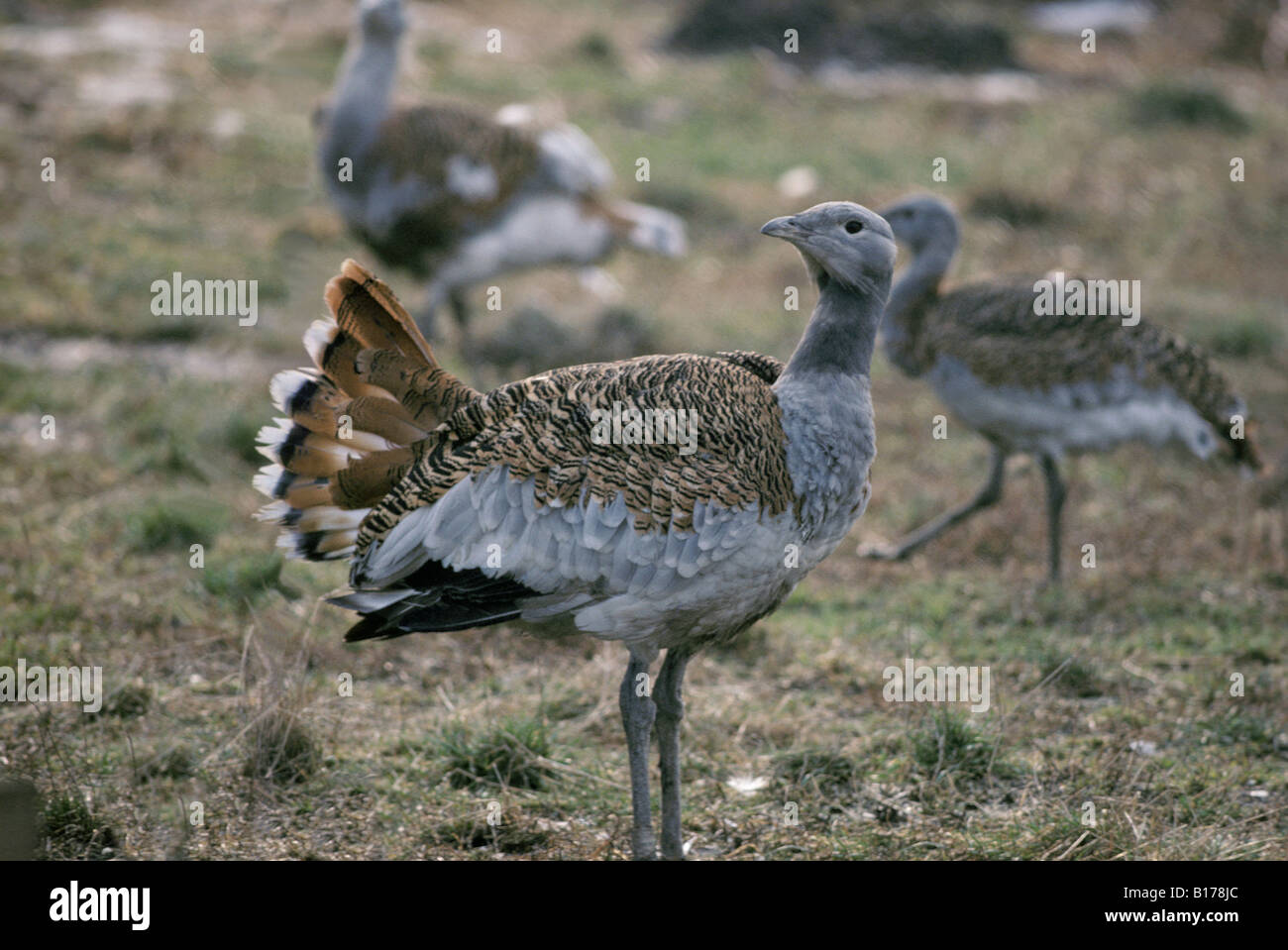 grande outarde Grosstrappe Great bustard Otis tarda female animals Asia ...