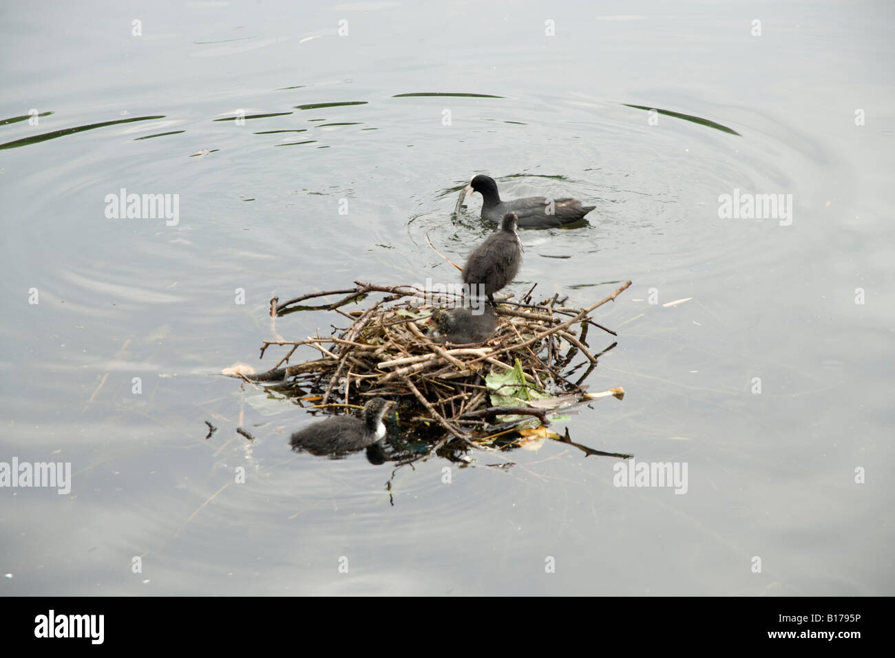 Nesting chicks hi-res stock photography and images - Alamy