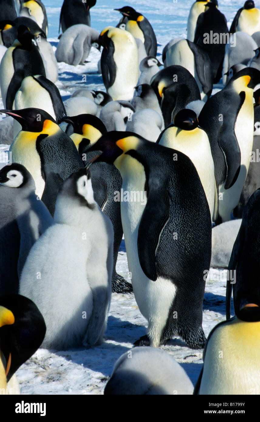 manchot empereur Kaiserpinguin Emperor Penguin Aptenodytes forsteri ...