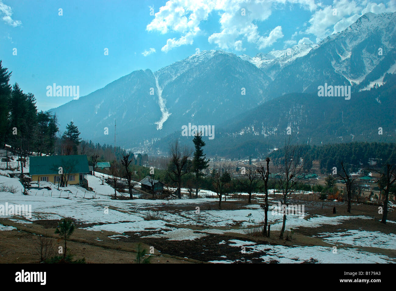 Kashmir tree hi-res stock photography and images - Alamy