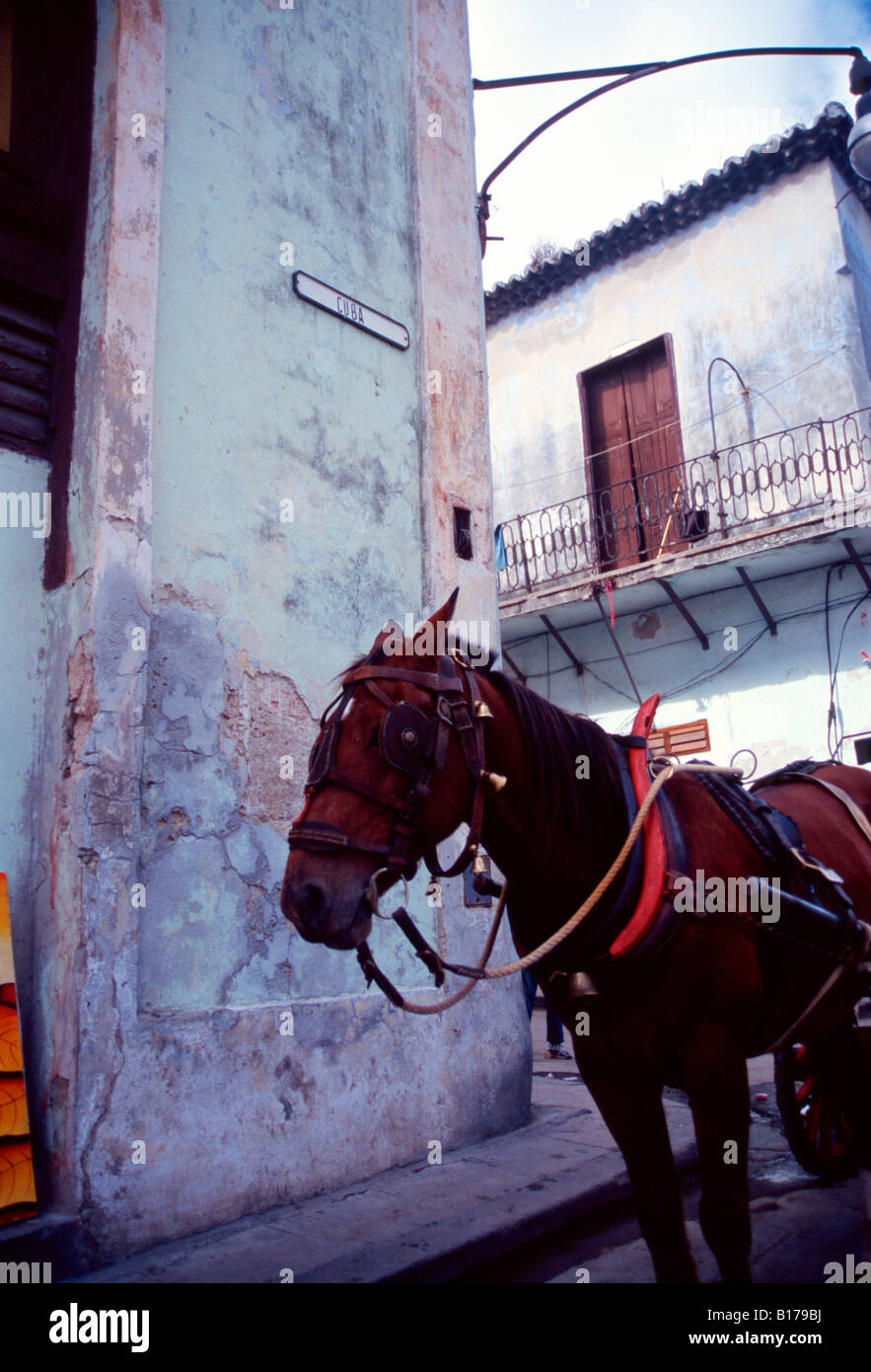 Horse Havana Cuba Stock Photo - Alamy