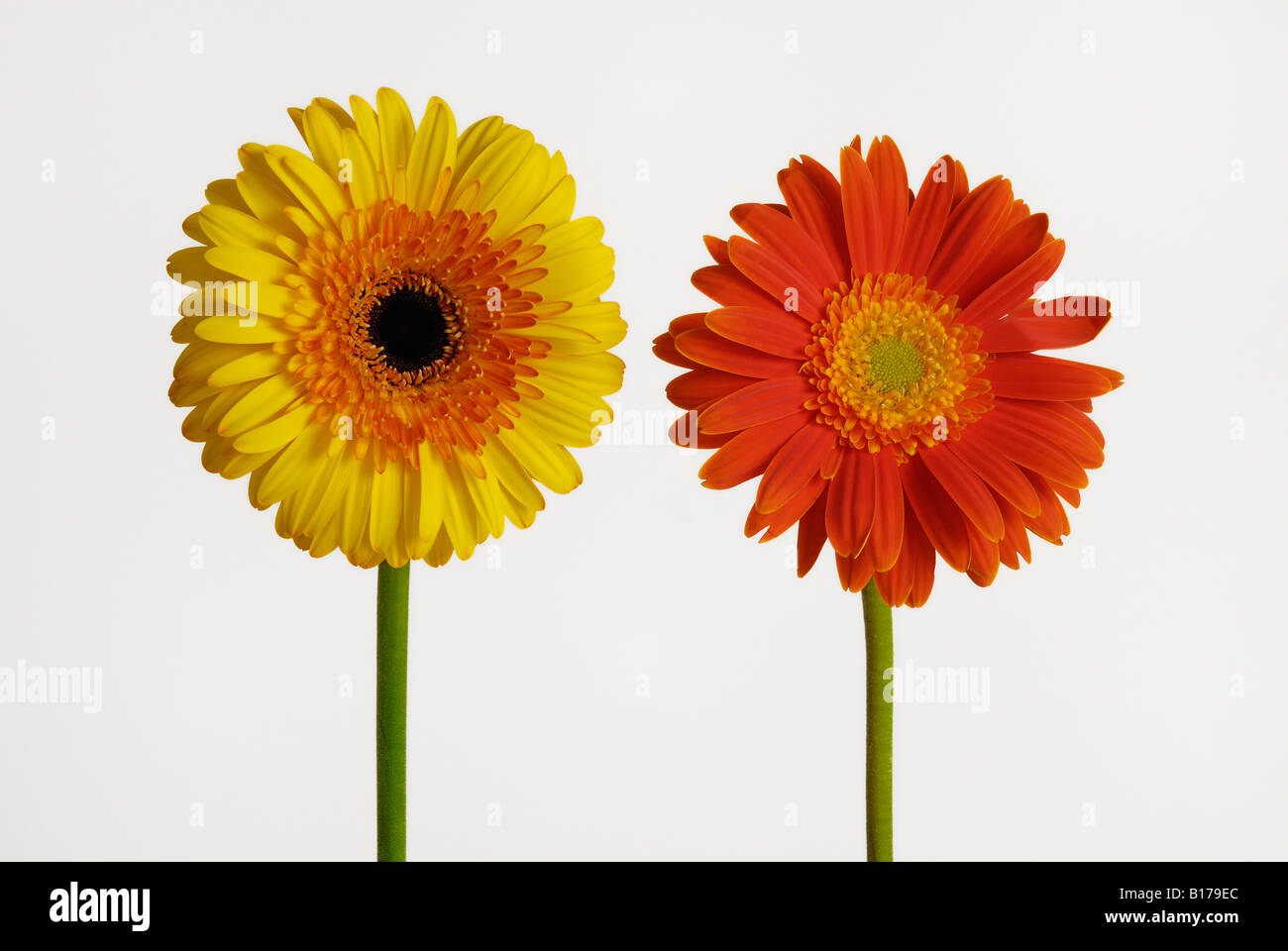 Gerbera daisy seeds hi-res stock photography and images - Alamy