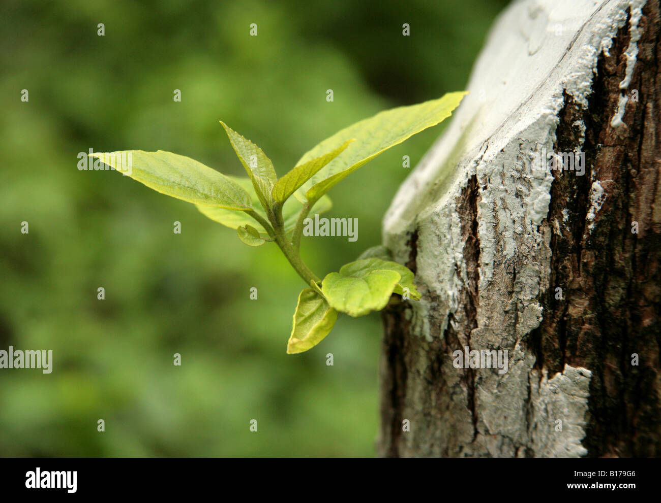 Thriving branch growing from a cut tree Stock Photo - Alamy