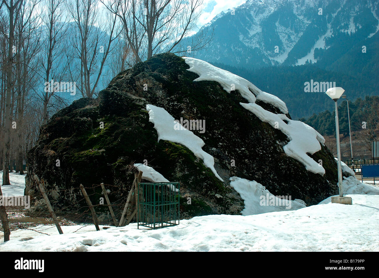 Kashmir tree hi-res stock photography and images - Alamy