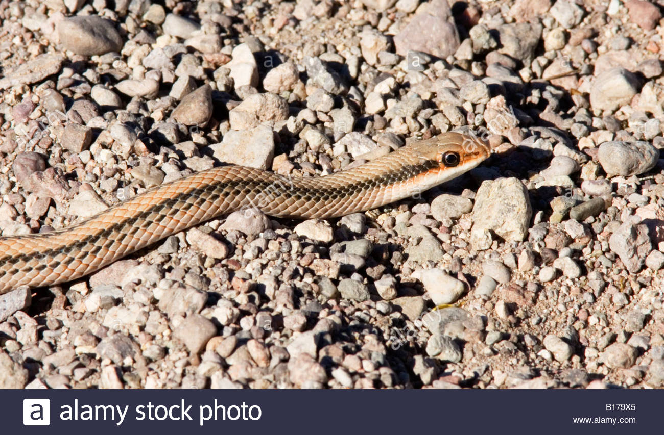 Western Patch Nosed Snake High Resolution Stock Photography and Images ...