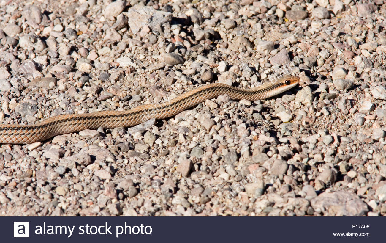 Patch Nosed Snake High Resolution Stock Photography and Images - Alamy