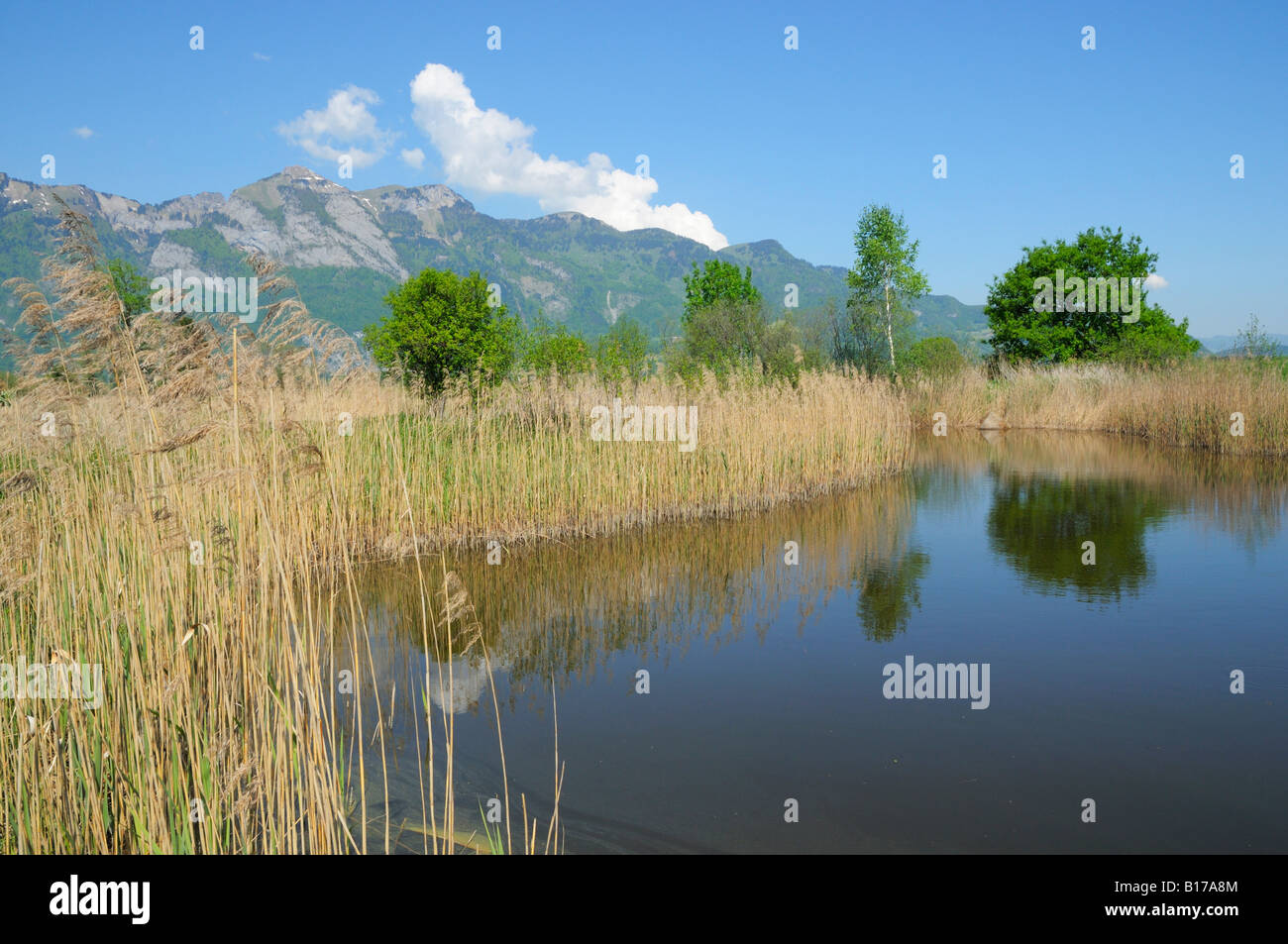 Ruggeller Riet looking towards Switzerland Stock Photo - Alamy