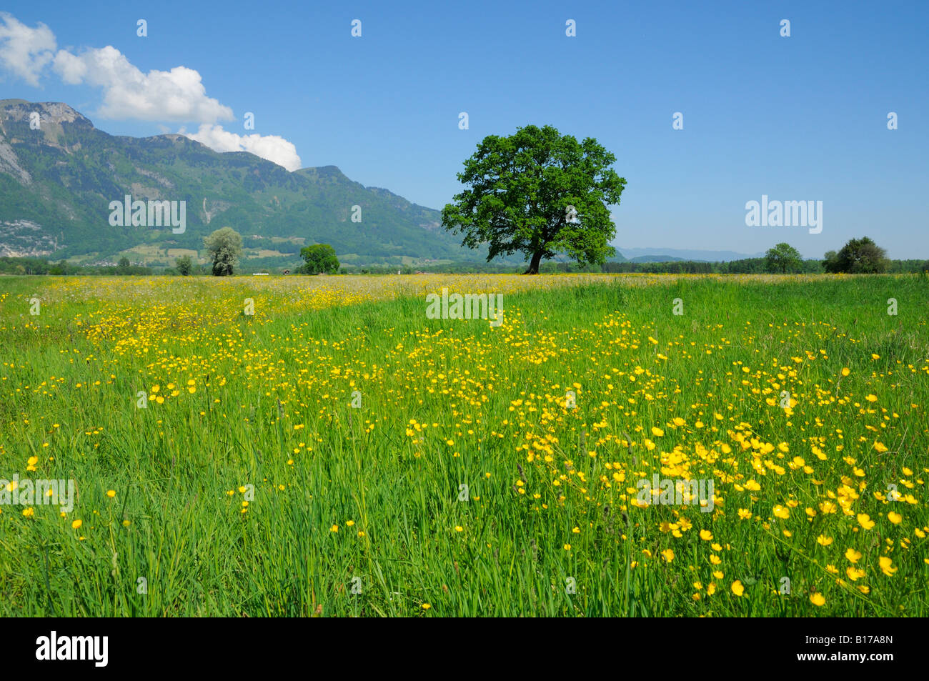Springtime at the Ruggeller Riet FL Stock Photo - Alamy
