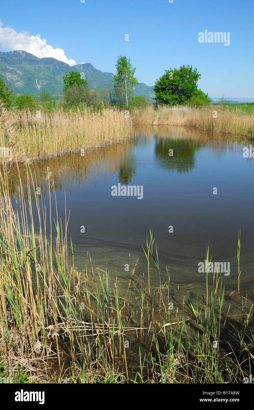 Ruggeller Riet looking towards Switzerland Stock Photo - Alamy