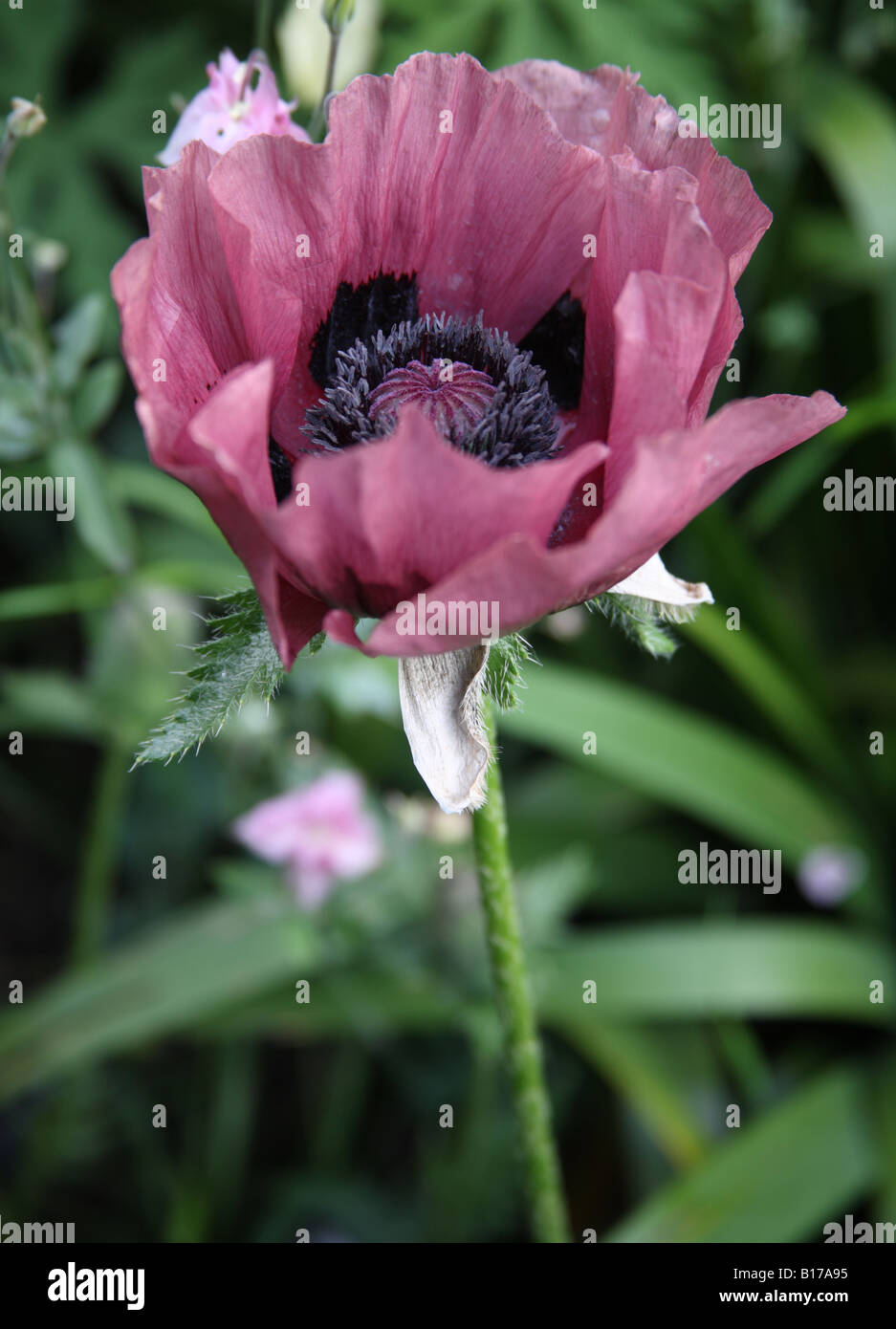 Papaver orientale Patty's Plum Stock Photo - Alamy