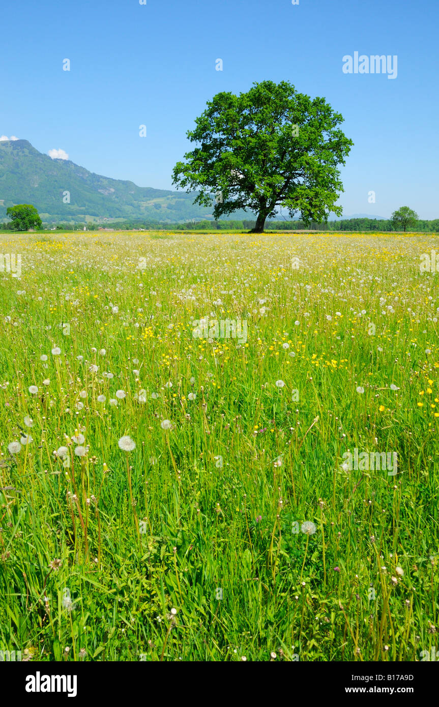 Ruggeller riet hi-res stock photography and images - Alamy