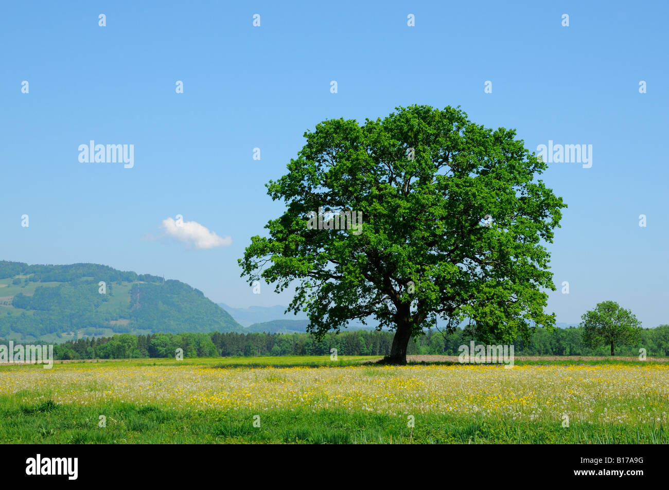 Ruggeller riet hi-res stock photography and images - Alamy