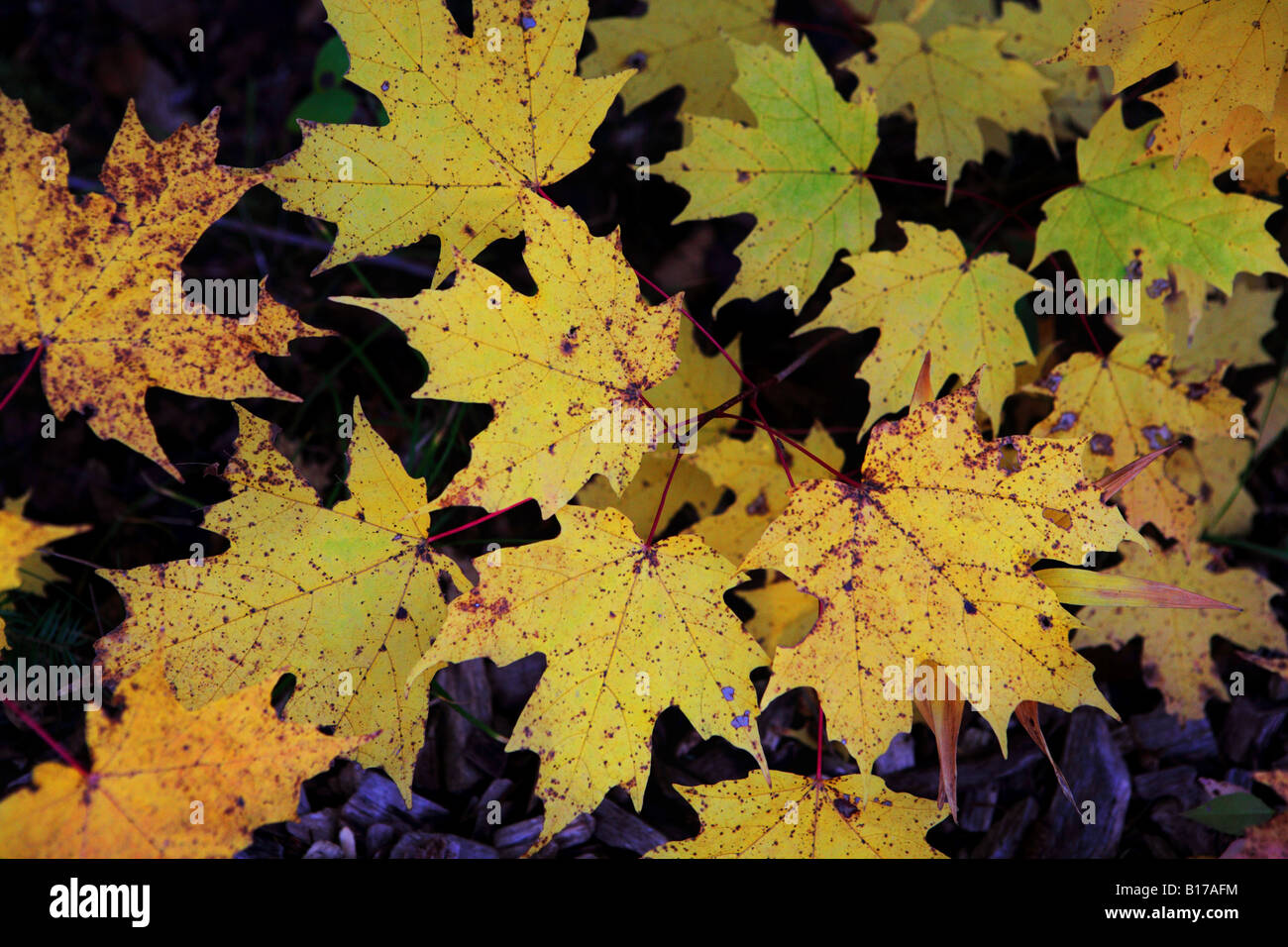 GOLDEN MAPLE LEAVES ON A FOREST FLOOR IN DOOR COUNTY WISCONSIN Stock ...
