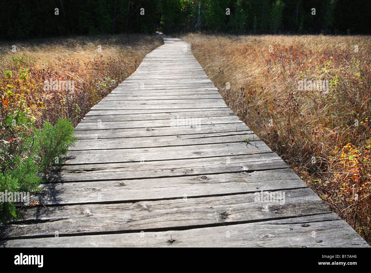 BOARDWALK TRAIL TROUGH THE WETLANDS IN RIDGES SANCTUARY DOOR COUNTY ...