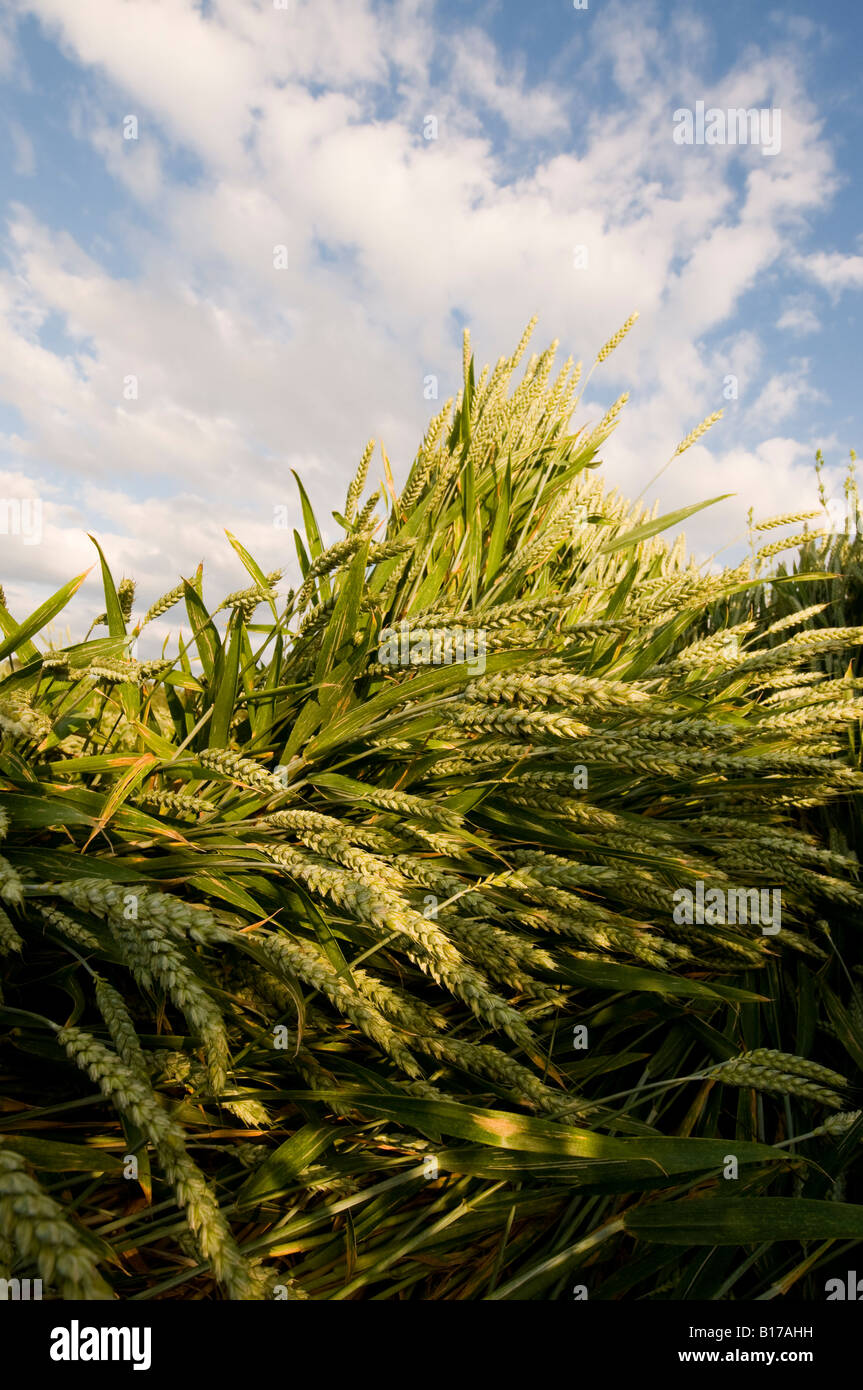 Storm damaged wheat field, sud-Touraine, France Stock Photo - Alamy