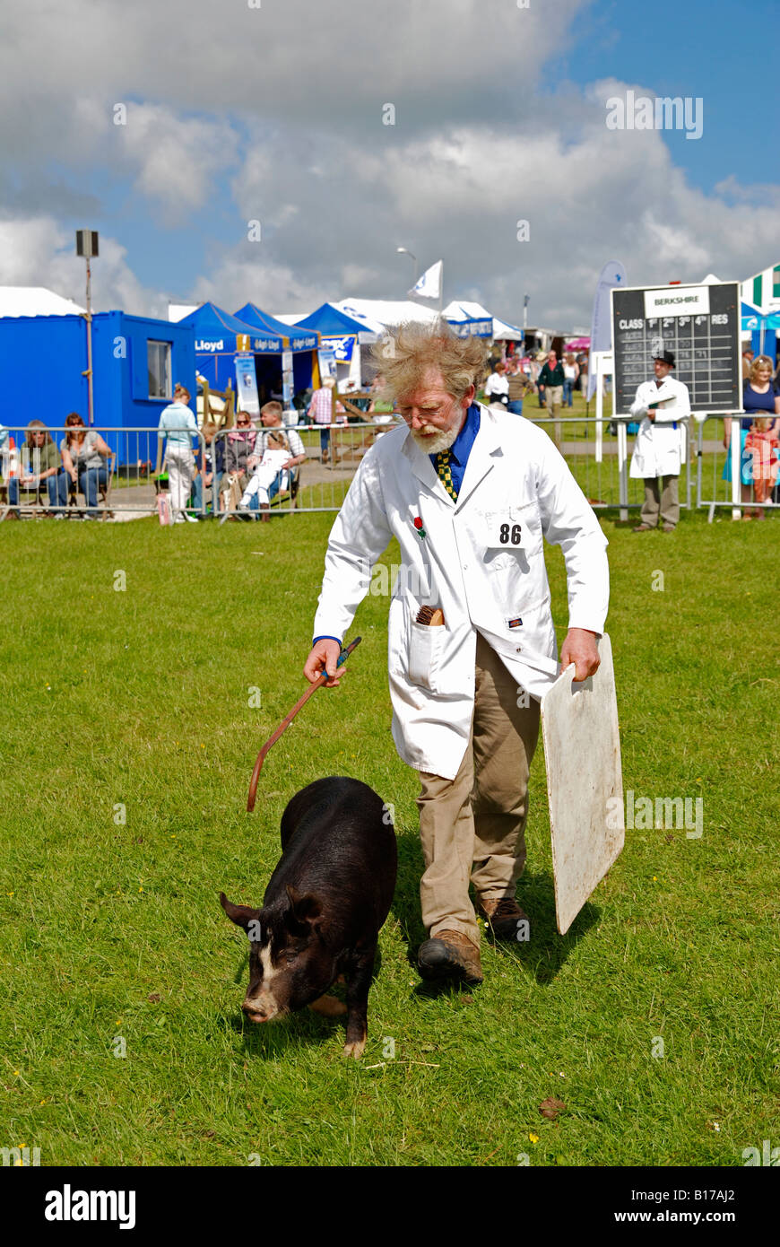 an exhibitor in the showring with a little black pig at the royal ...