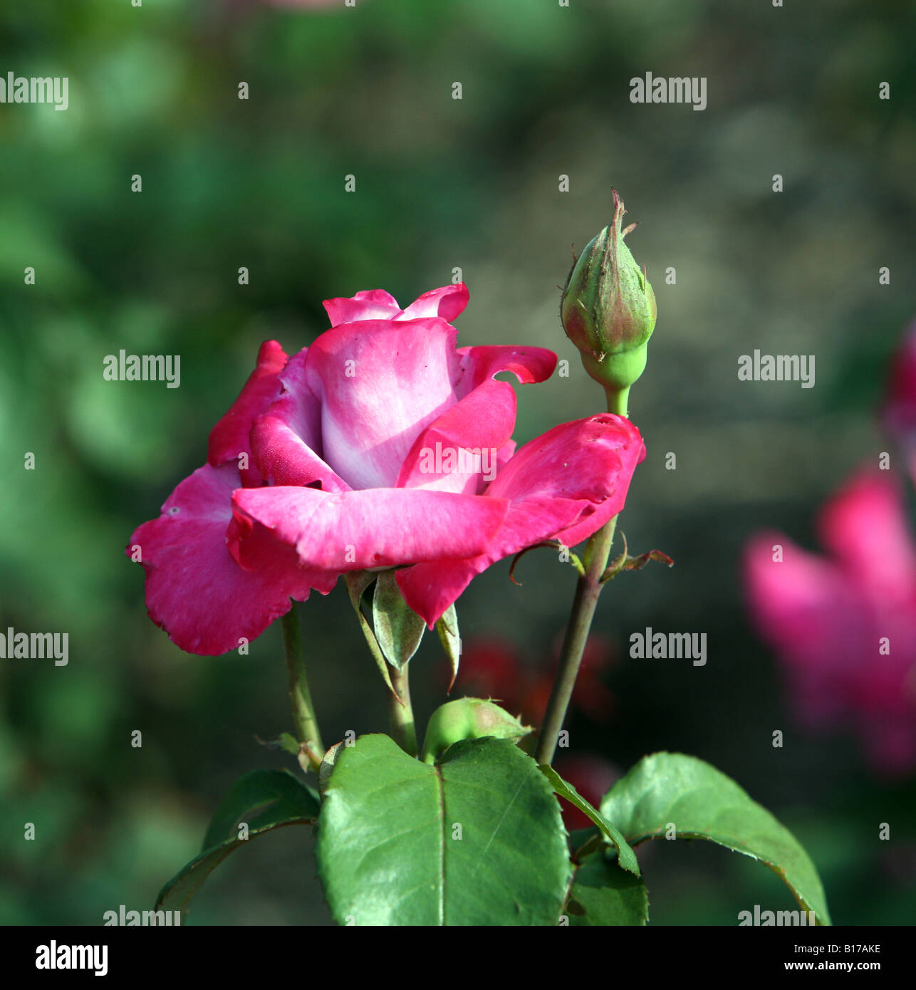 A Paradise Hybrid Tea Rose Stock Photo - Alamy