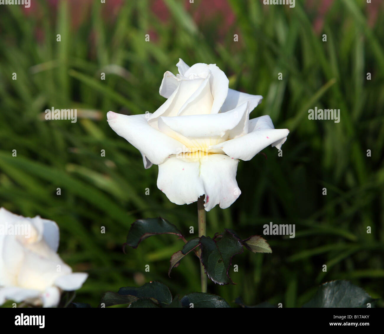 A white Whisper Hybrid tea rose Stock Photo - Alamy