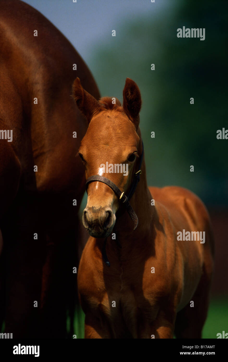 Thoroughbred chestnut mare and foal, Ireland Stock Photo - Alamy