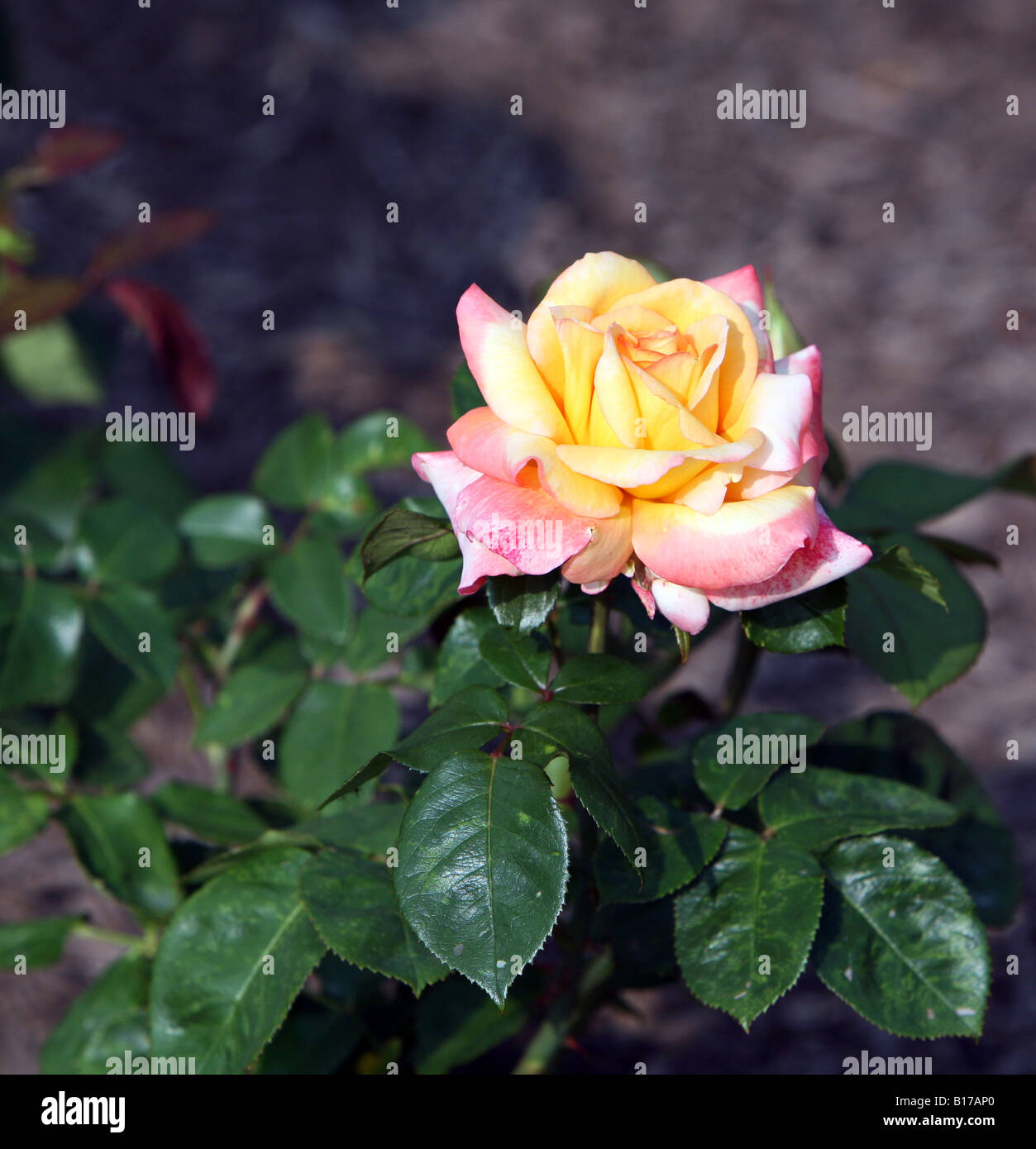 A Glowing Peace Grandiflora rose Stock Photo - Alamy