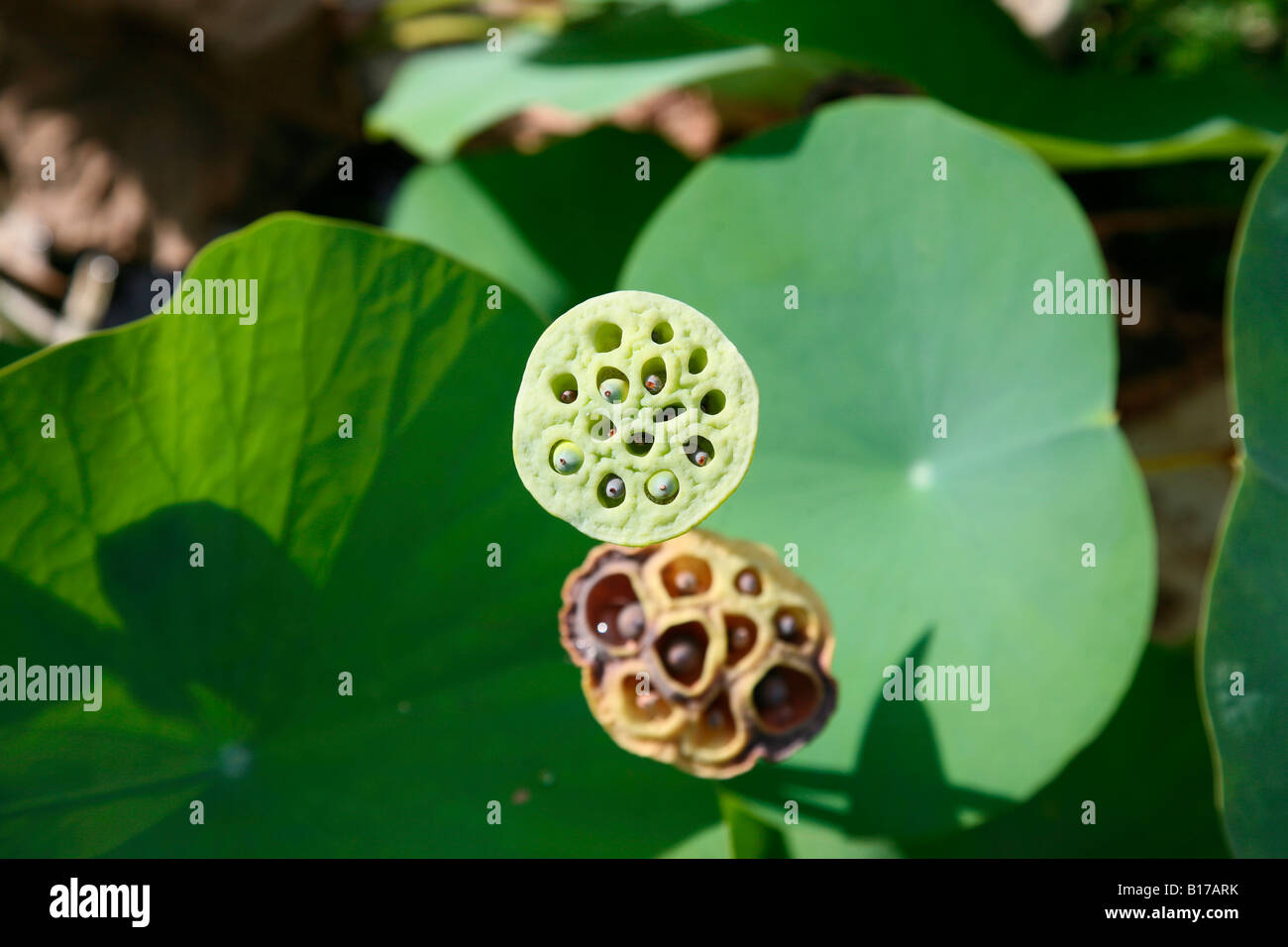 Fruit of lotus flower hi-res stock photography and images - Alamy