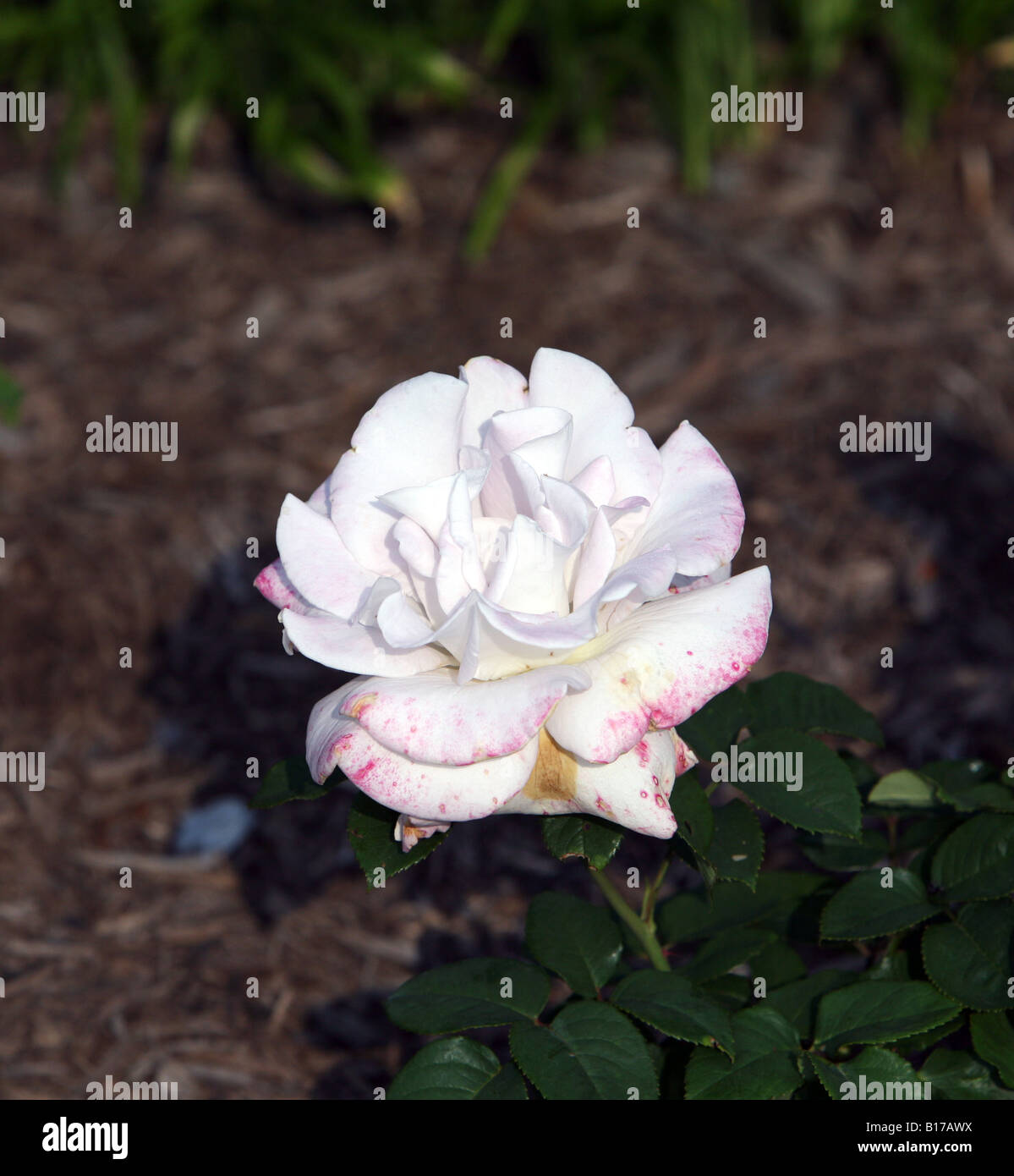 A World War II Memorial Hybrid tea rose Stock Photo - Alamy