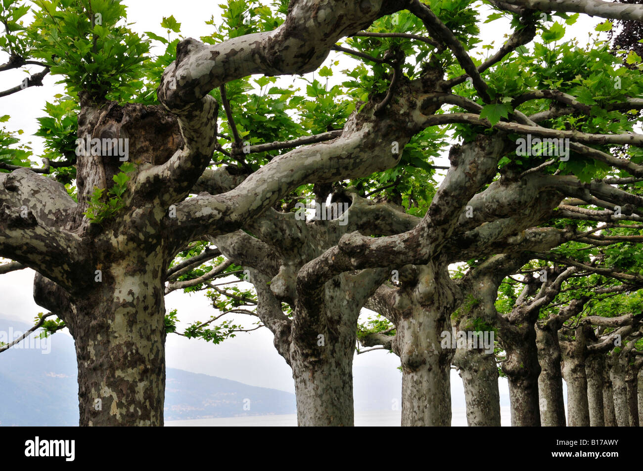 Avenue of Plane trees on the banks of Lake Como Italy Stock Photo - Alamy