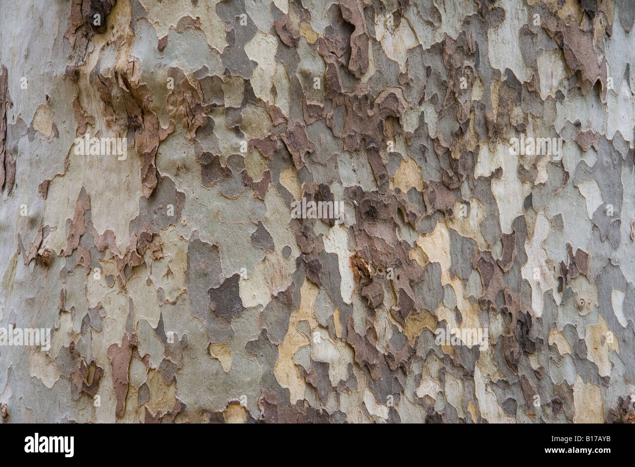 Flaking bark of a Plane tree (Plantanus) taken in Aix en Provence ...