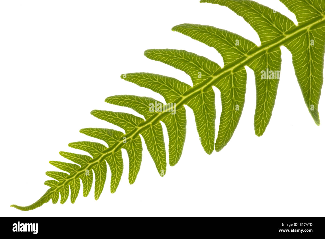 Bracken fern leaves Pteridium aquilinum Stock Photo - Alamy
