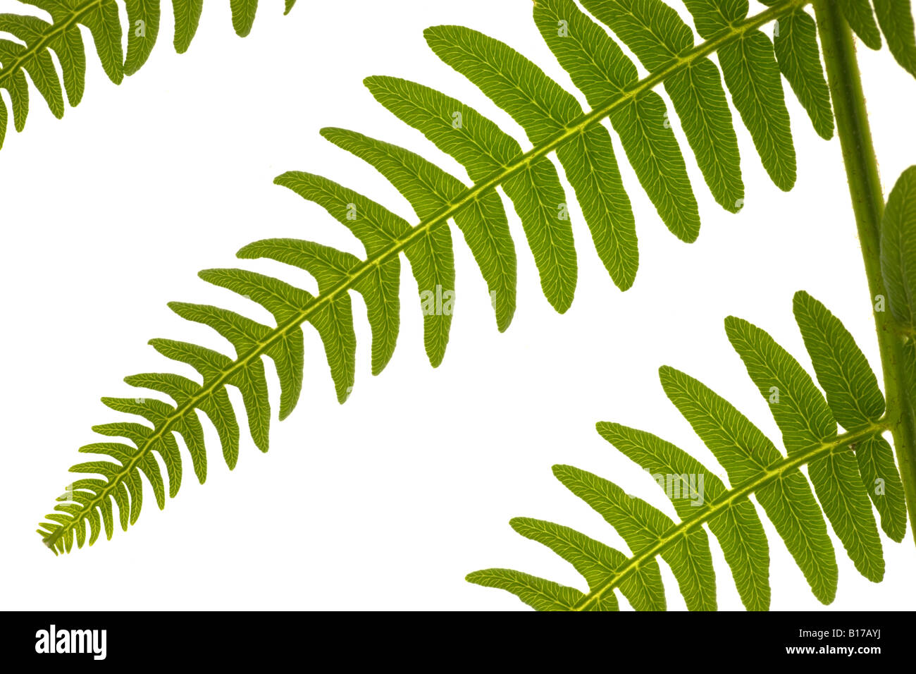 Bracken fern leaves Pteridium aquilinum Stock Photo - Alamy