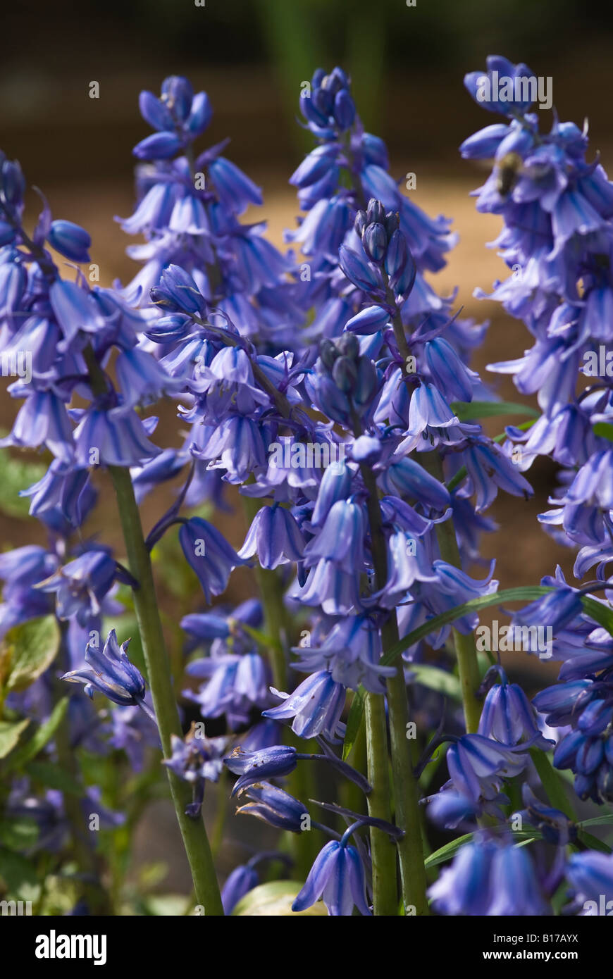 Spanish bluebells growing in May Stock Photo - Alamy