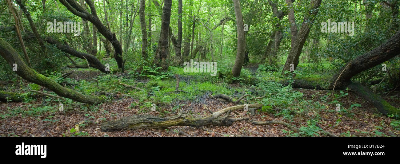 New Forest woodland scene Stock Photo - Alamy
