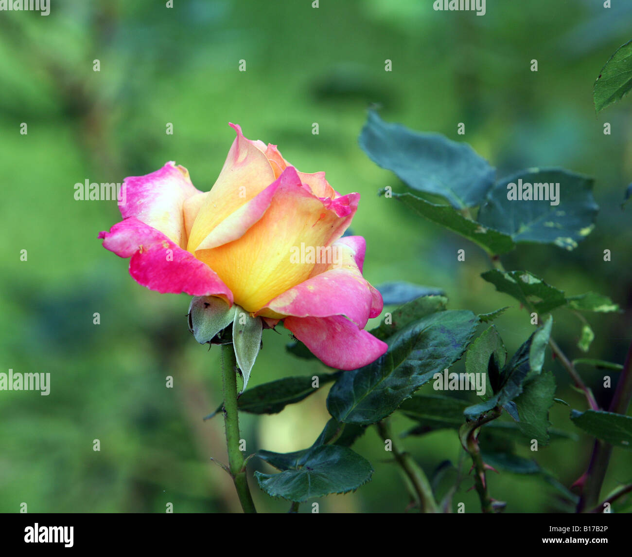 `hybrid tea rose growing garden hi-res stock photography and images - Alamy