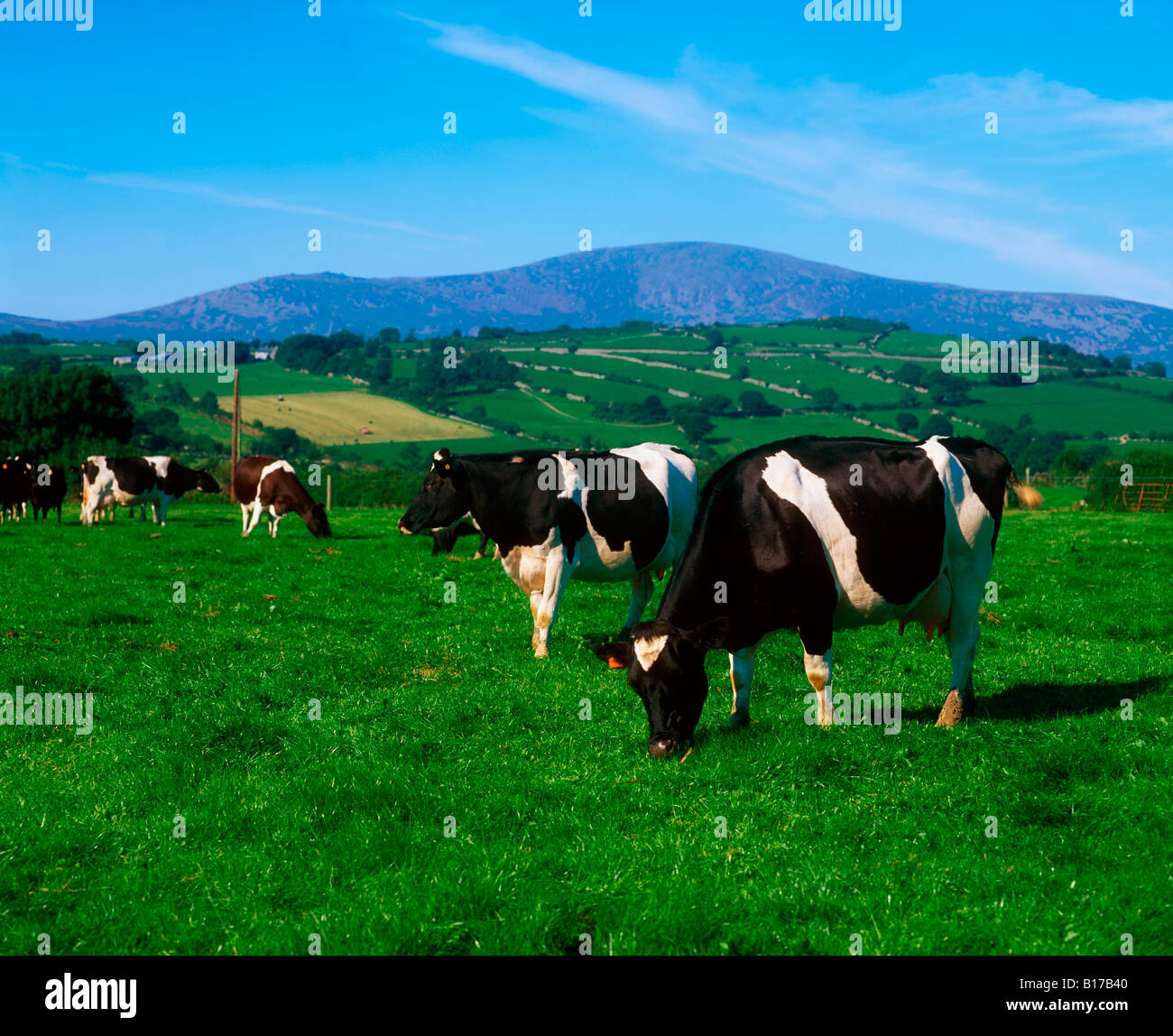 Holstein friesian cows near borris hi-res stock photography and images ...