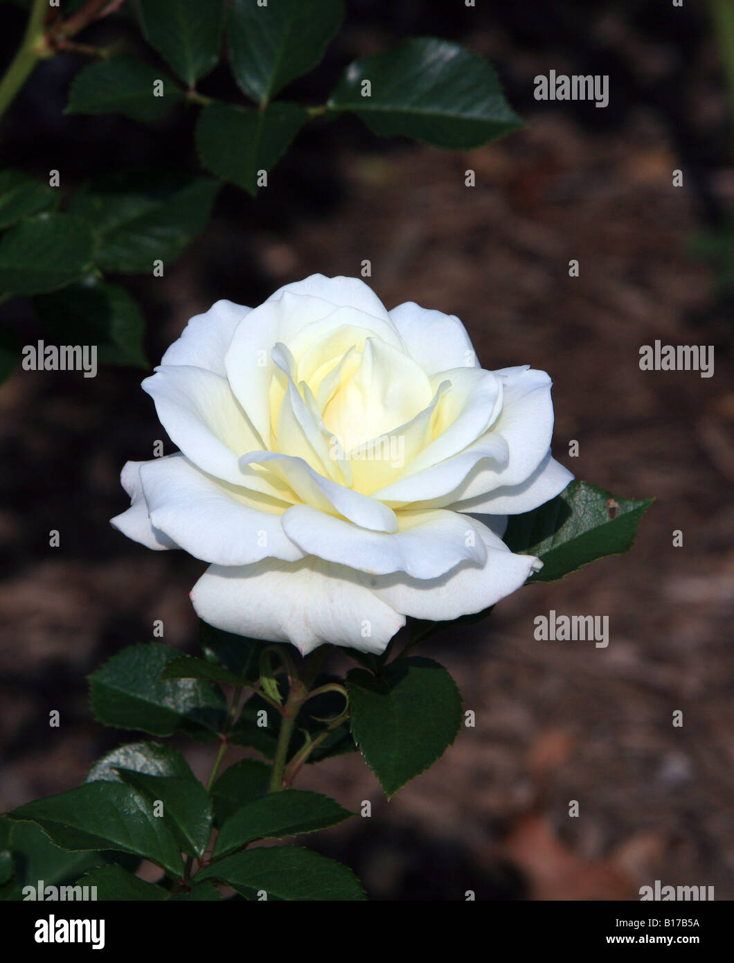 A Moondance Floribunda Rose Stock Photo - Alamy