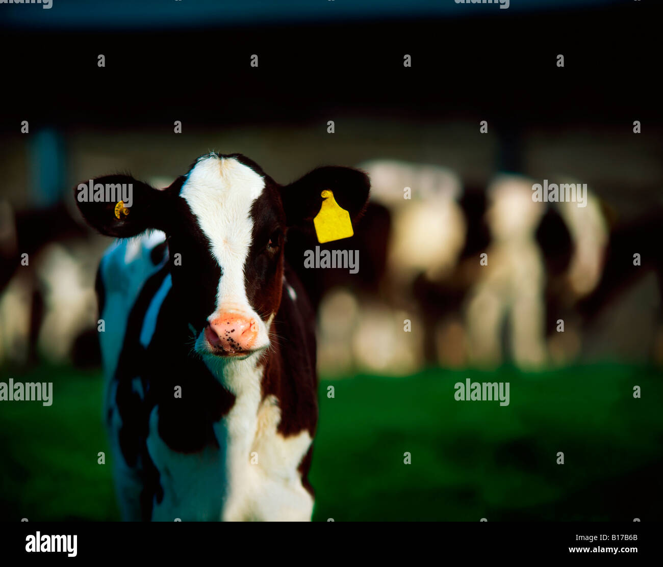 Holstein friesian cow facing camera hi-res stock photography and images ...