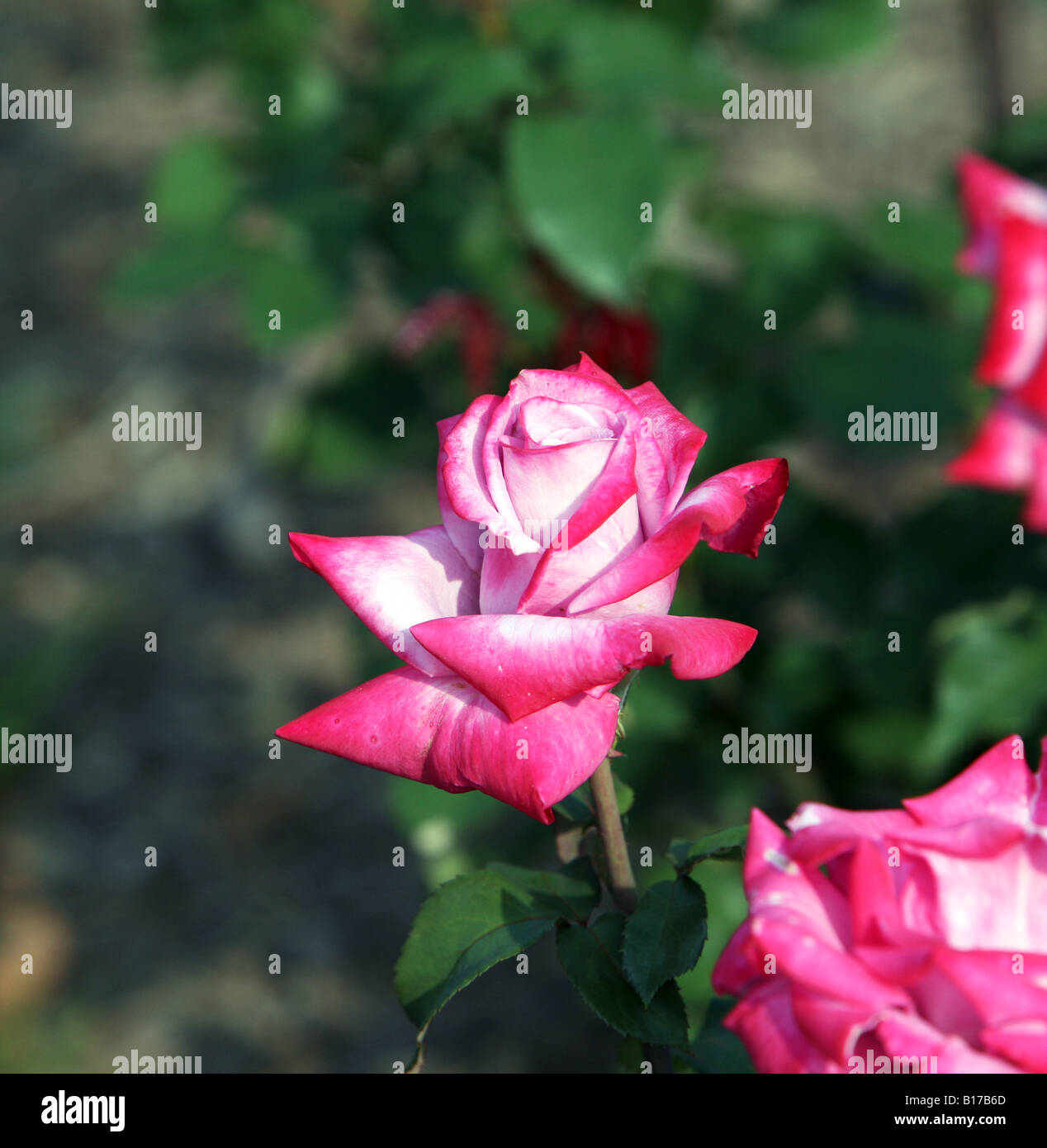 A Paradise Hybrid Tea Rose Stock Photo - Alamy