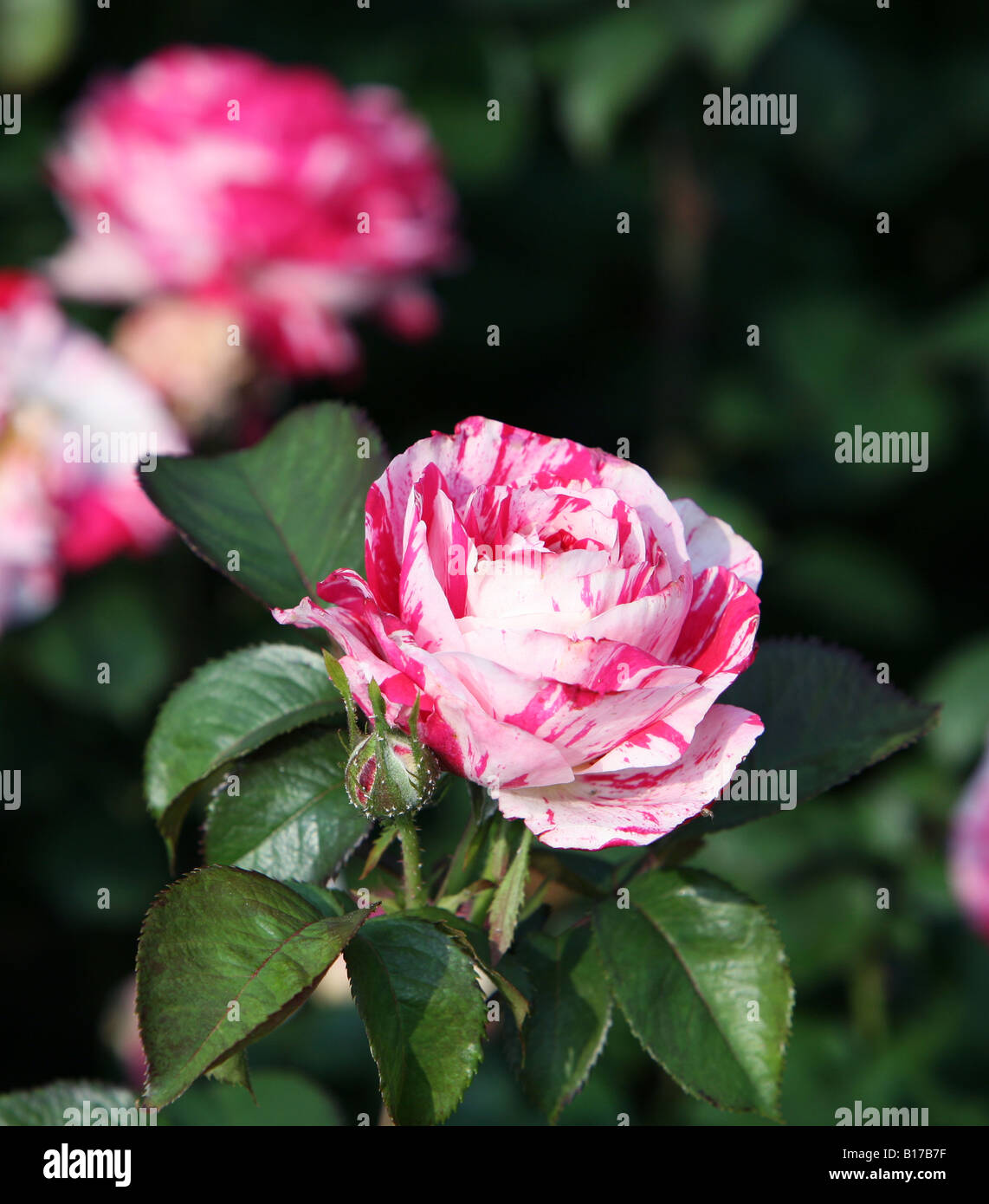 A Scentimental Floribunda Rose Stock Photo - Alamy