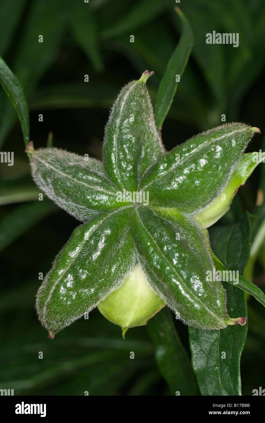 Peony seed vessel Stock Photo - Alamy