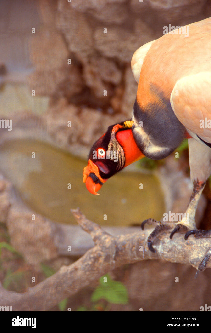 Condor peruano hi-res stock photography and images - Alamy
