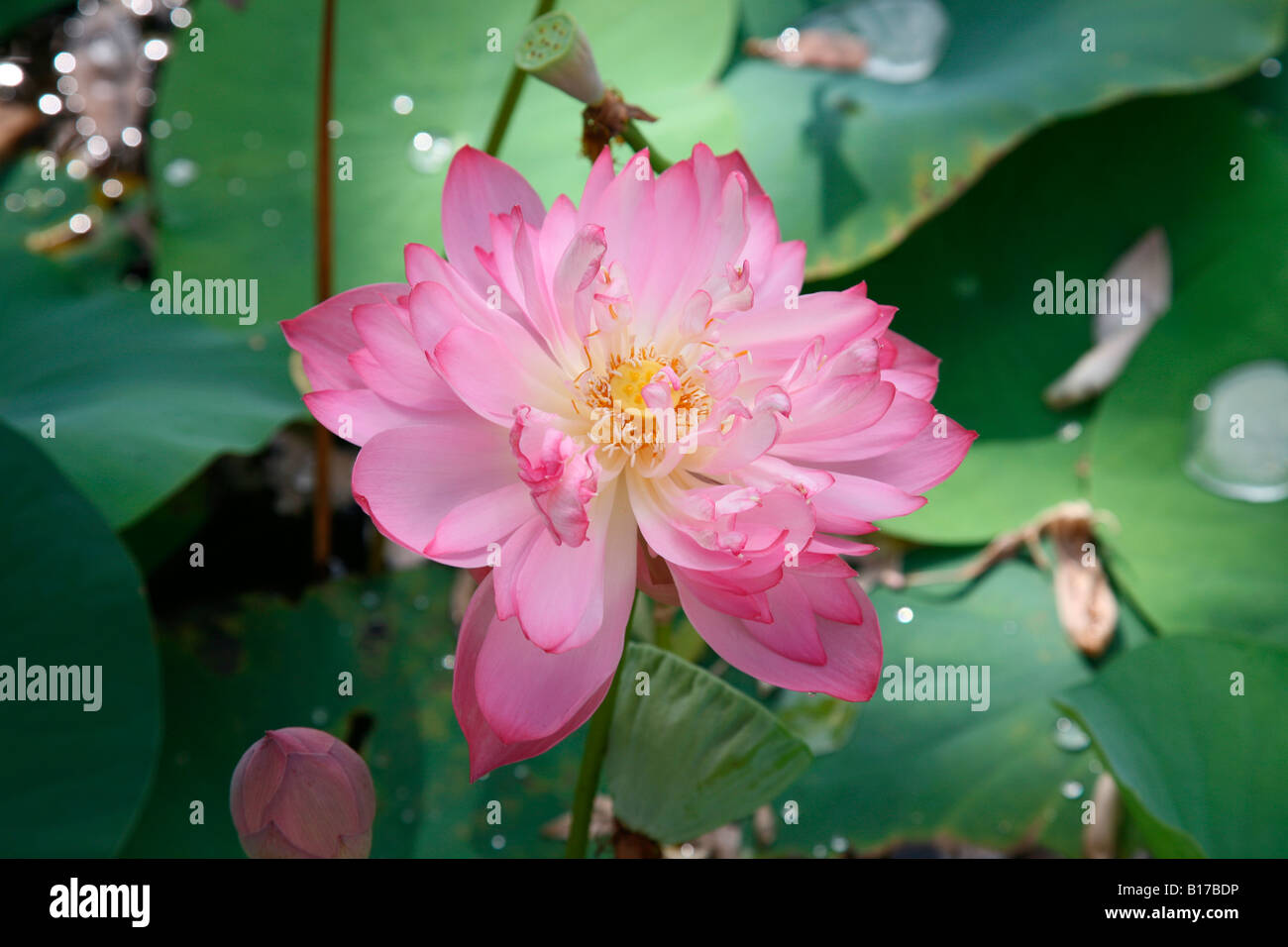 Pink lotus the national flower of india hi-res stock photography and ...