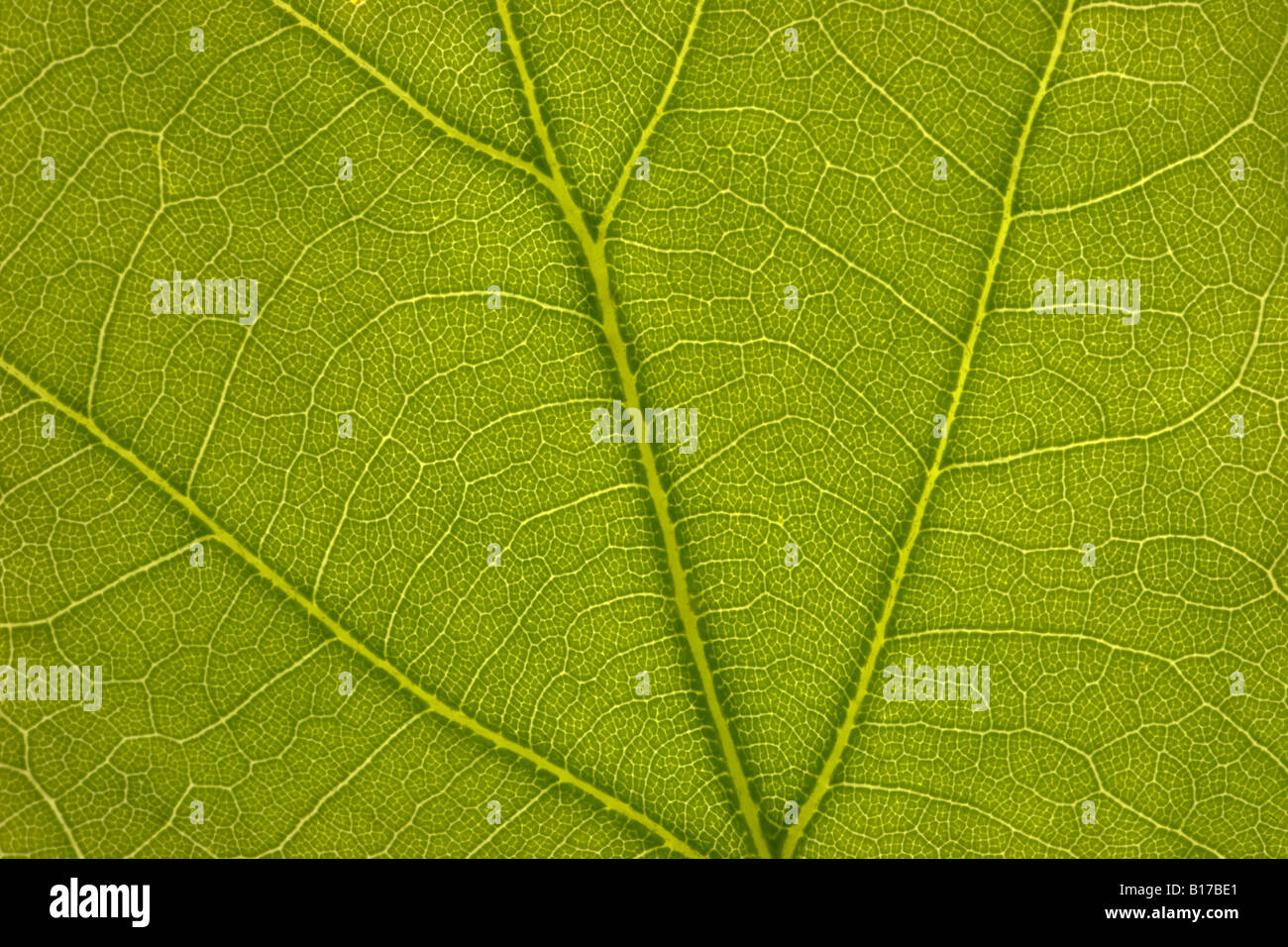 Close up of a leaf showing veins Stock Photo - Alamy