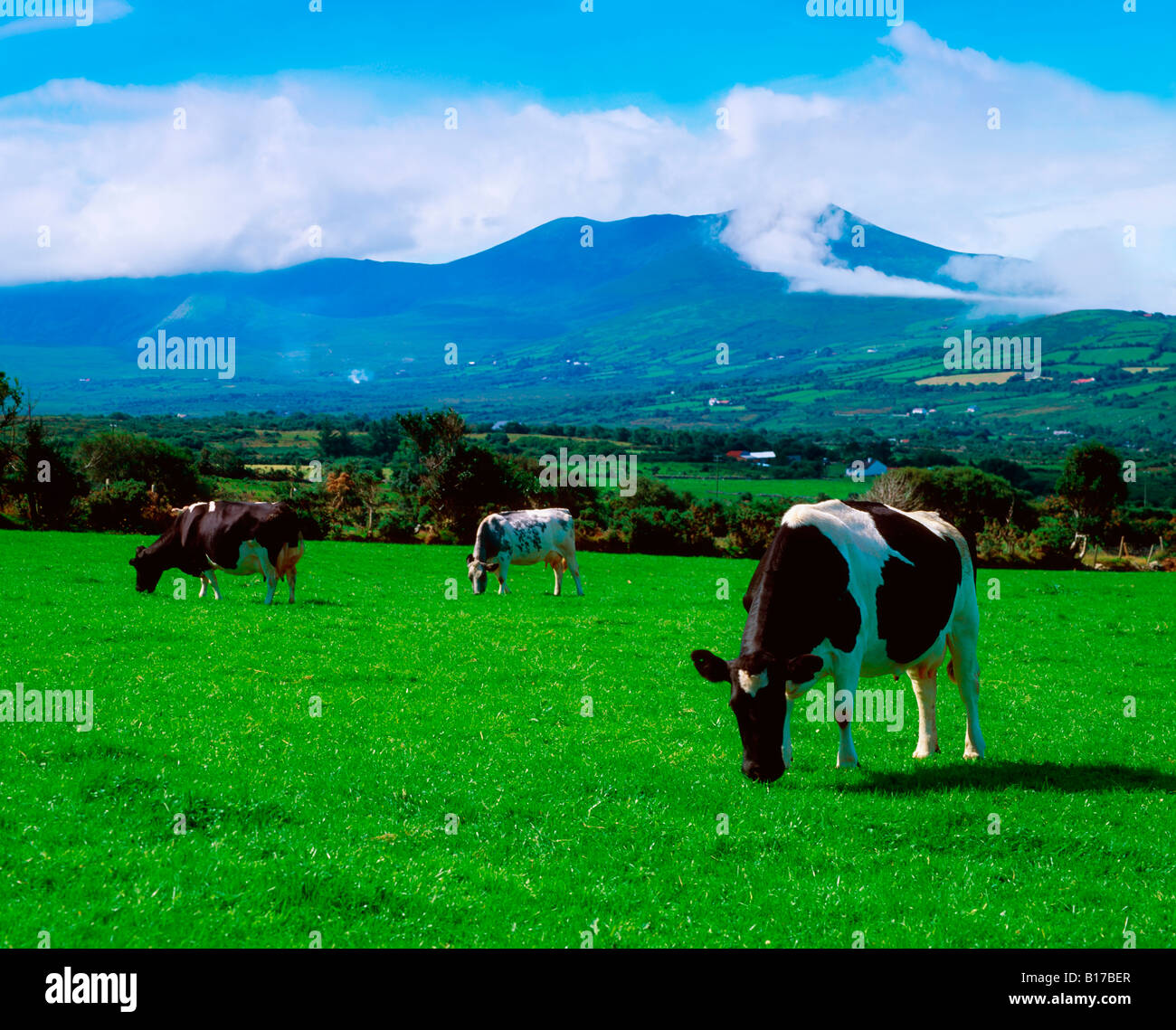 Holstein holstein friesian holstein friesian hi-res stock photography ...