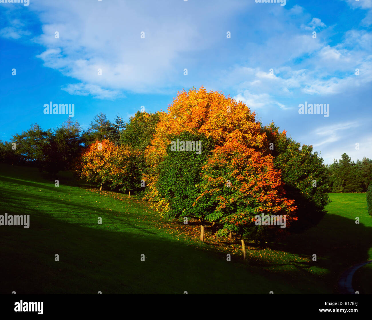 September trees hi-res stock photography and images - Alamy