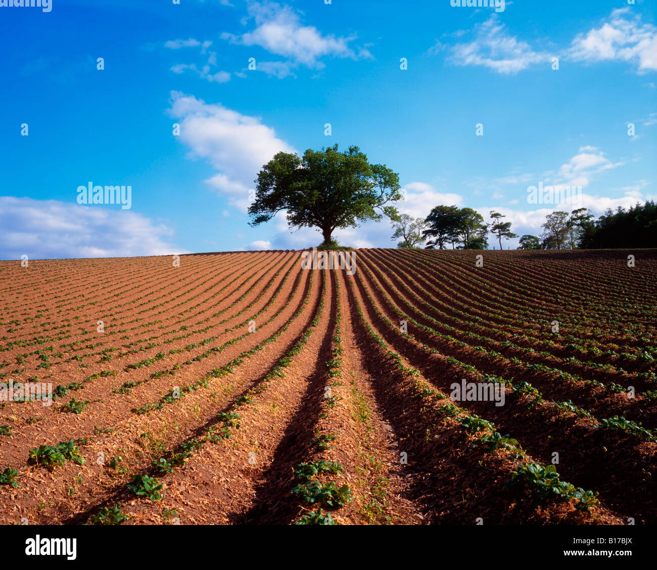 Potato farm ireland hi-res stock photography and images - Alamy