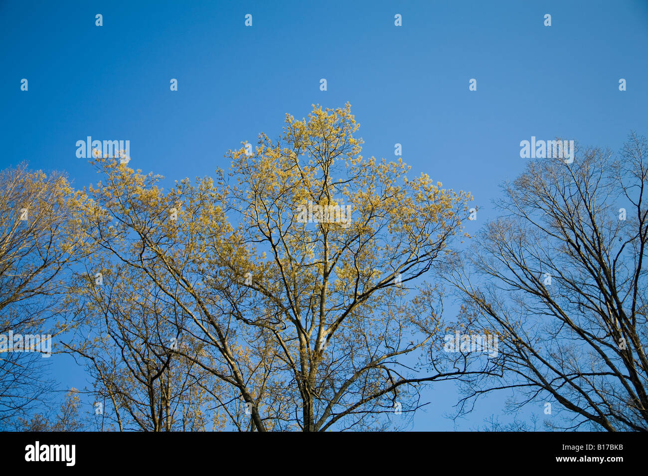Spring early tree hi-res stock photography and images - Alamy