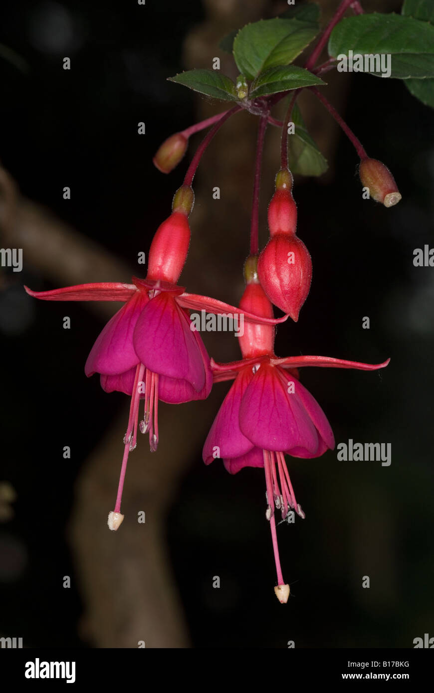 Group of Fuchsia Regia blooms Stock Photo - Alamy