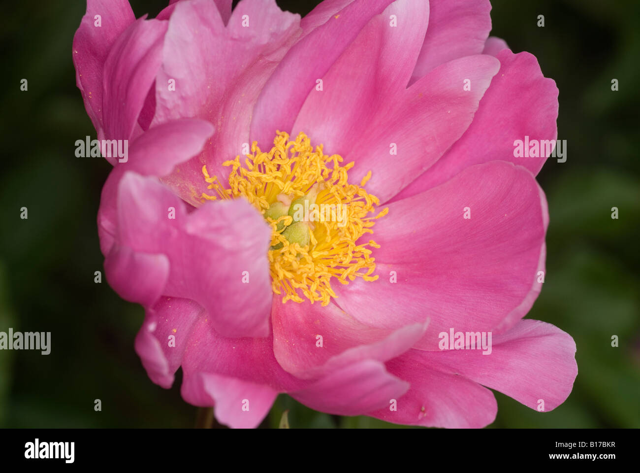 Full bloom plants hi-res stock photography and images - Alamy