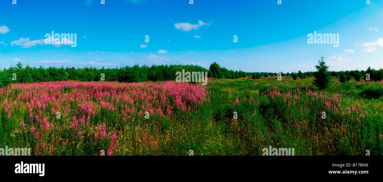 Bog, Ferbane, Co Offaly, Ireland Stock Photo - Alamy