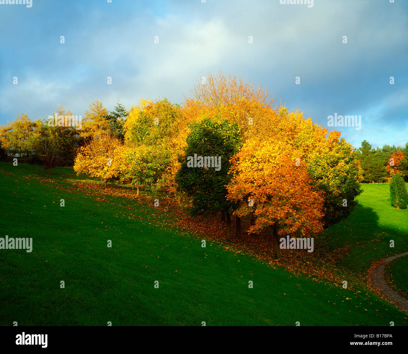 Trees, Autumn, Ireland Stock Photo - Alamy